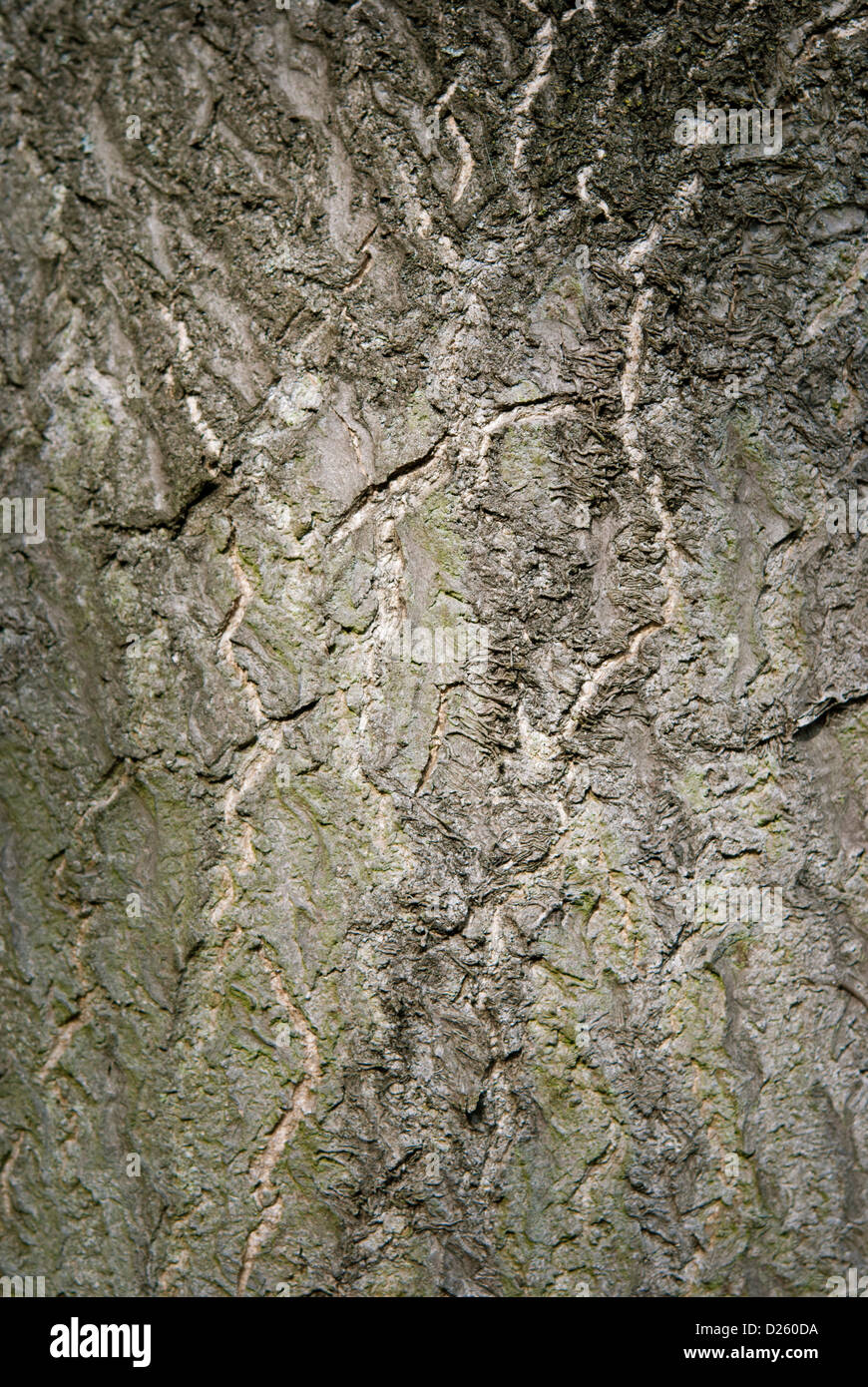 Seamless tree bark, wood texture Stock Photo - Alamy