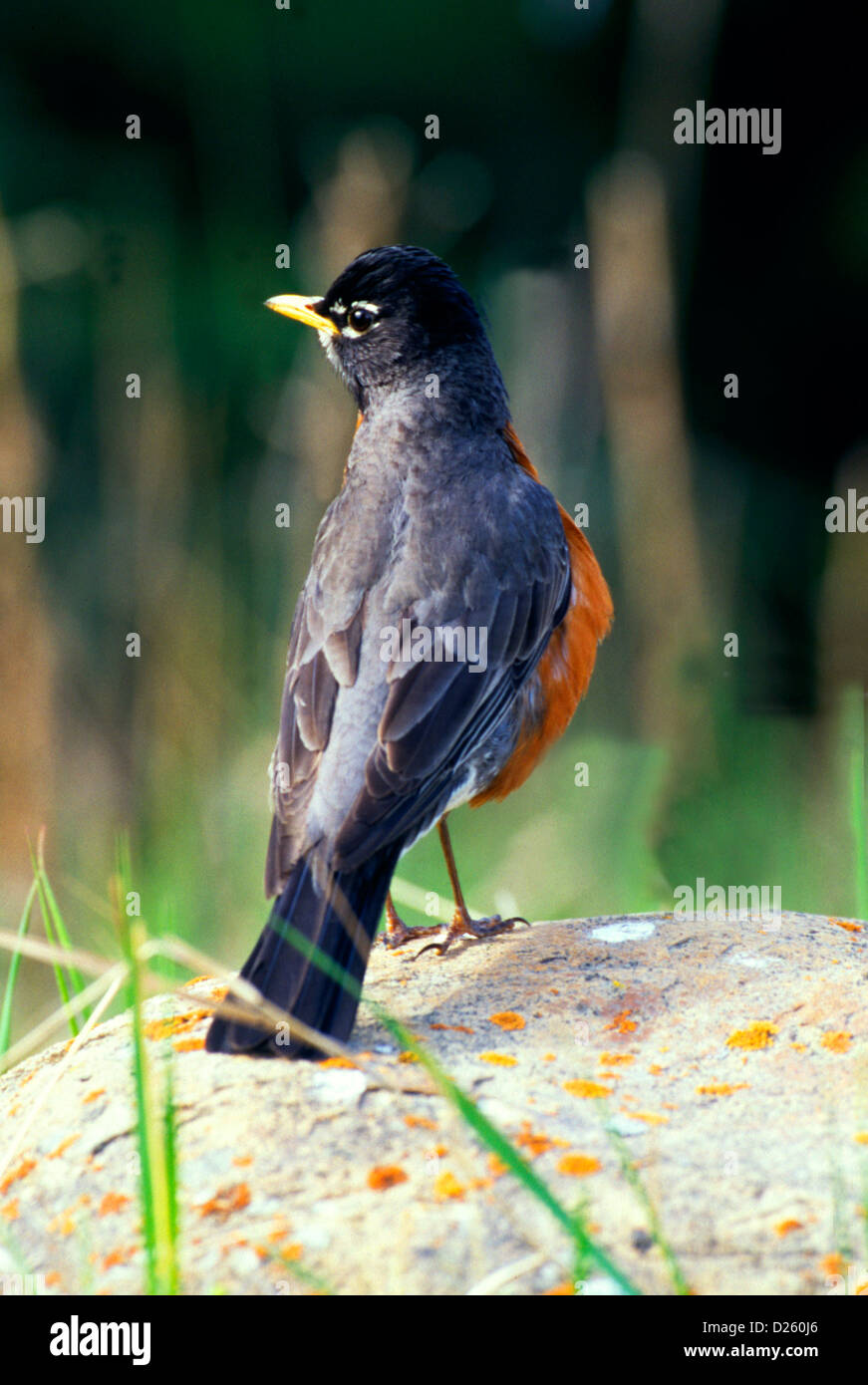 Robin black hi-res stock photography and images - Alamy