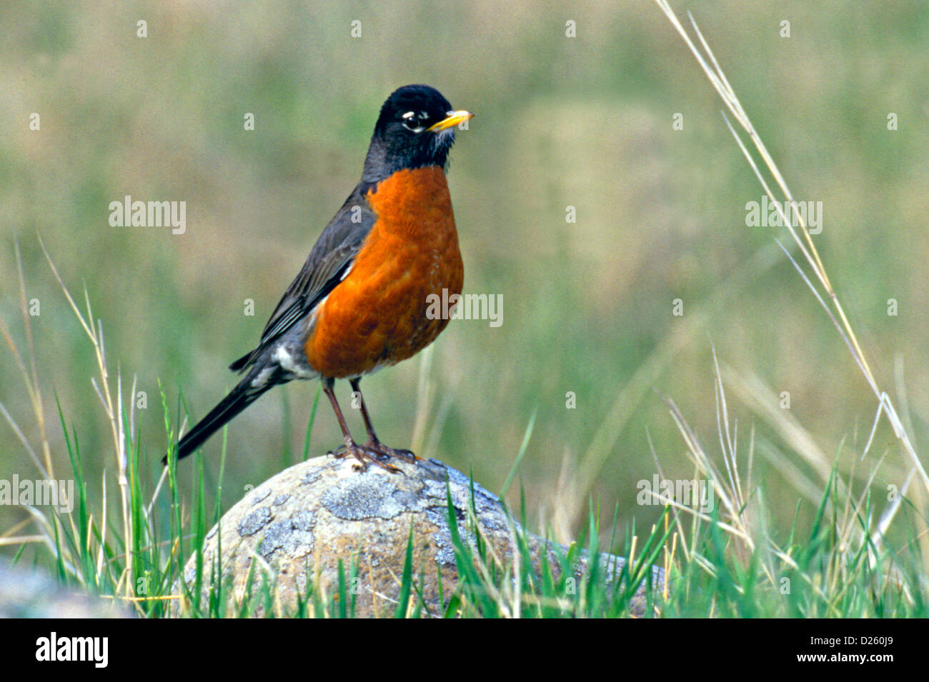 Robin black hi-res stock photography and images - Alamy