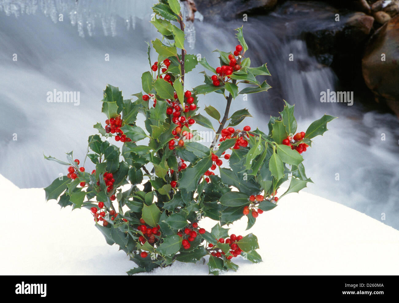 Holly bushes snow hi-res stock photography and images - Alamy