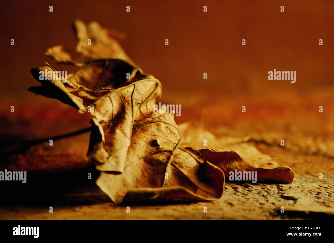 Death of leaf hi-res stock photography and images - Alamy