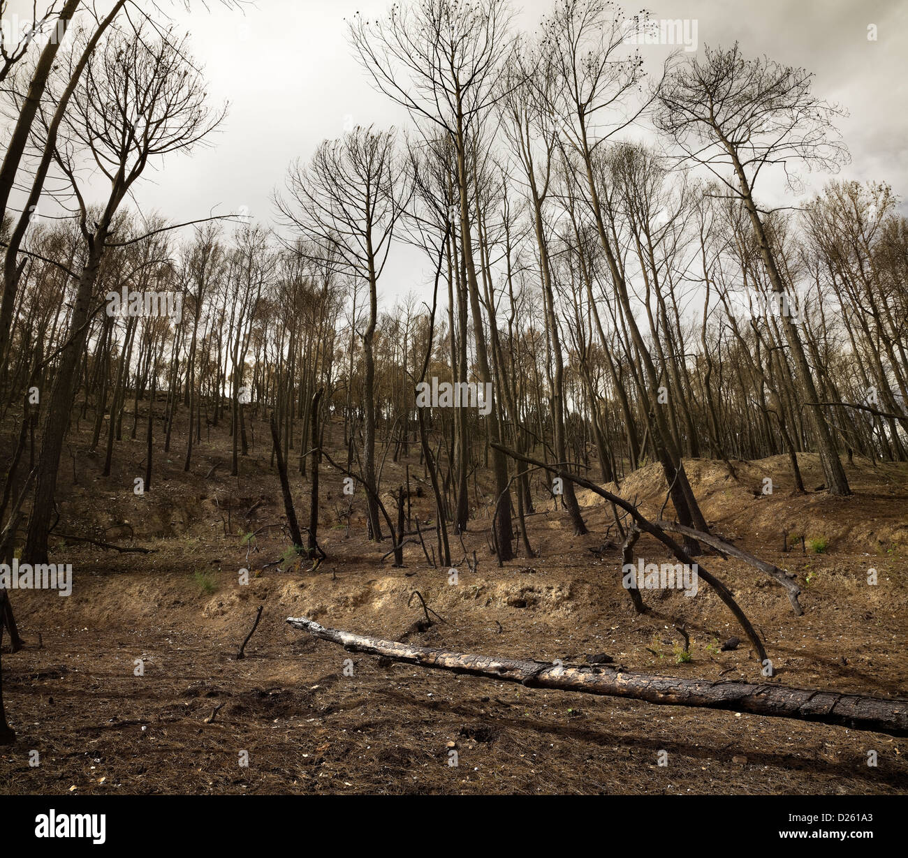 Aftermath of forest fire hi-res stock photography and images - Alamy