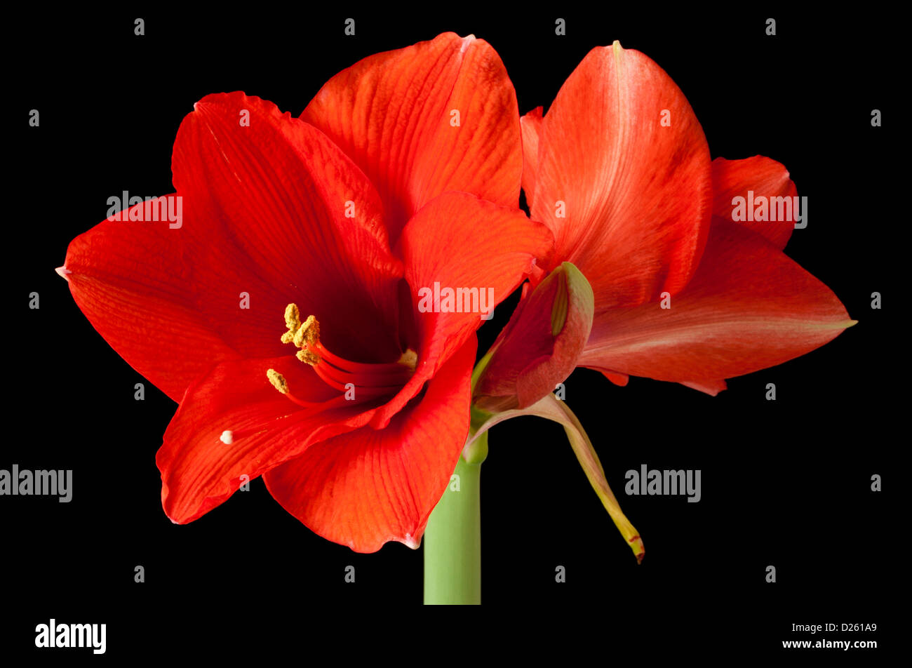 Bud amaryllis hi-res stock photography and images - Alamy