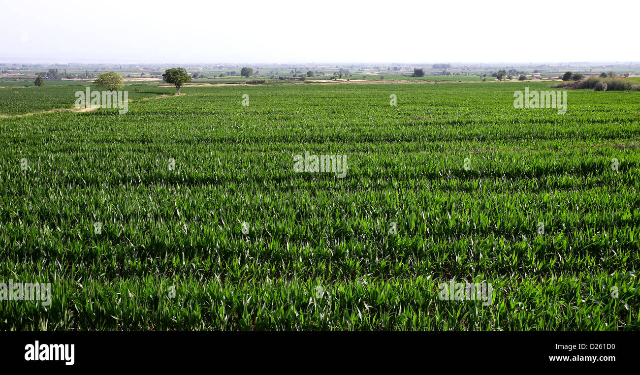 Harvesting field maize in hi-res stock photography and images - Alamy