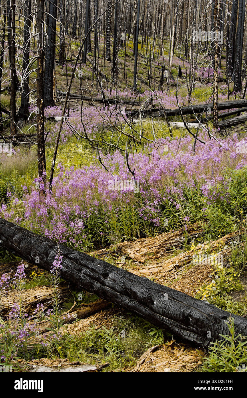 Yellowstone forest fireweed hi-res stock photography and images - Alamy
