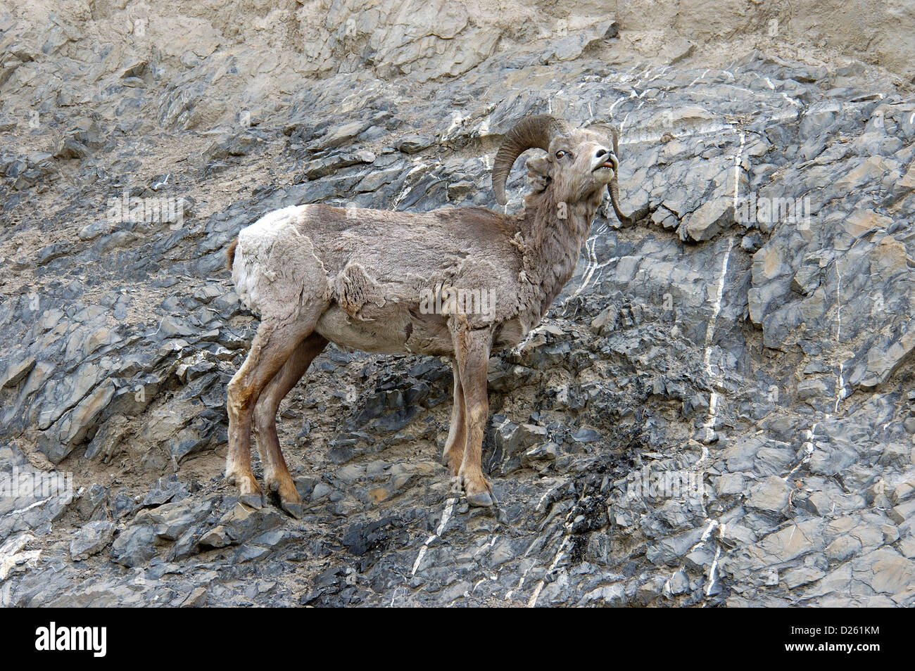 Big Horn Sheep 10 Stock Photo - Alamy