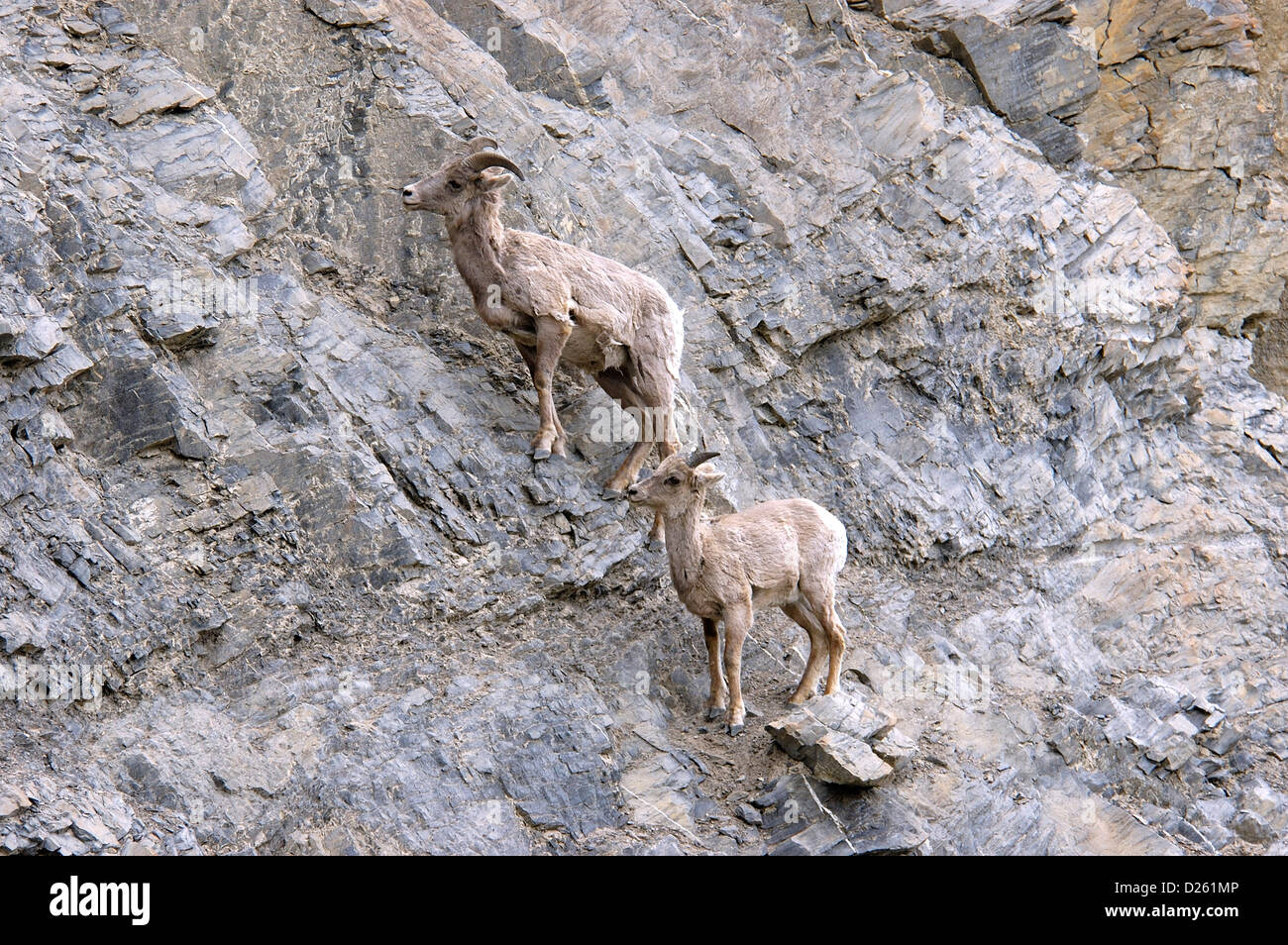 Big Horn Sheep 16 Stock Photo - Alamy