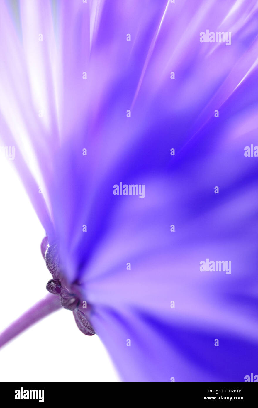 Flower head shape hi-res stock photography and images - Alamy