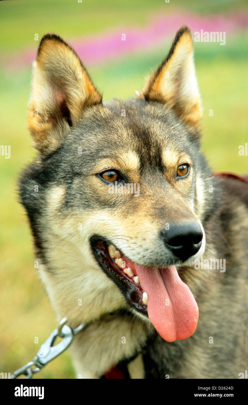 This fine looking husky is one of 40 Iditarod sled dogs on the team of ...