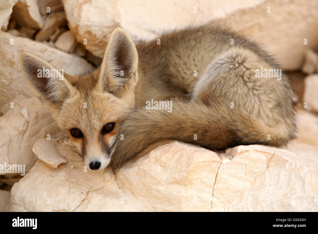 Egyptian fox hi-res stock photography and images - Alamy