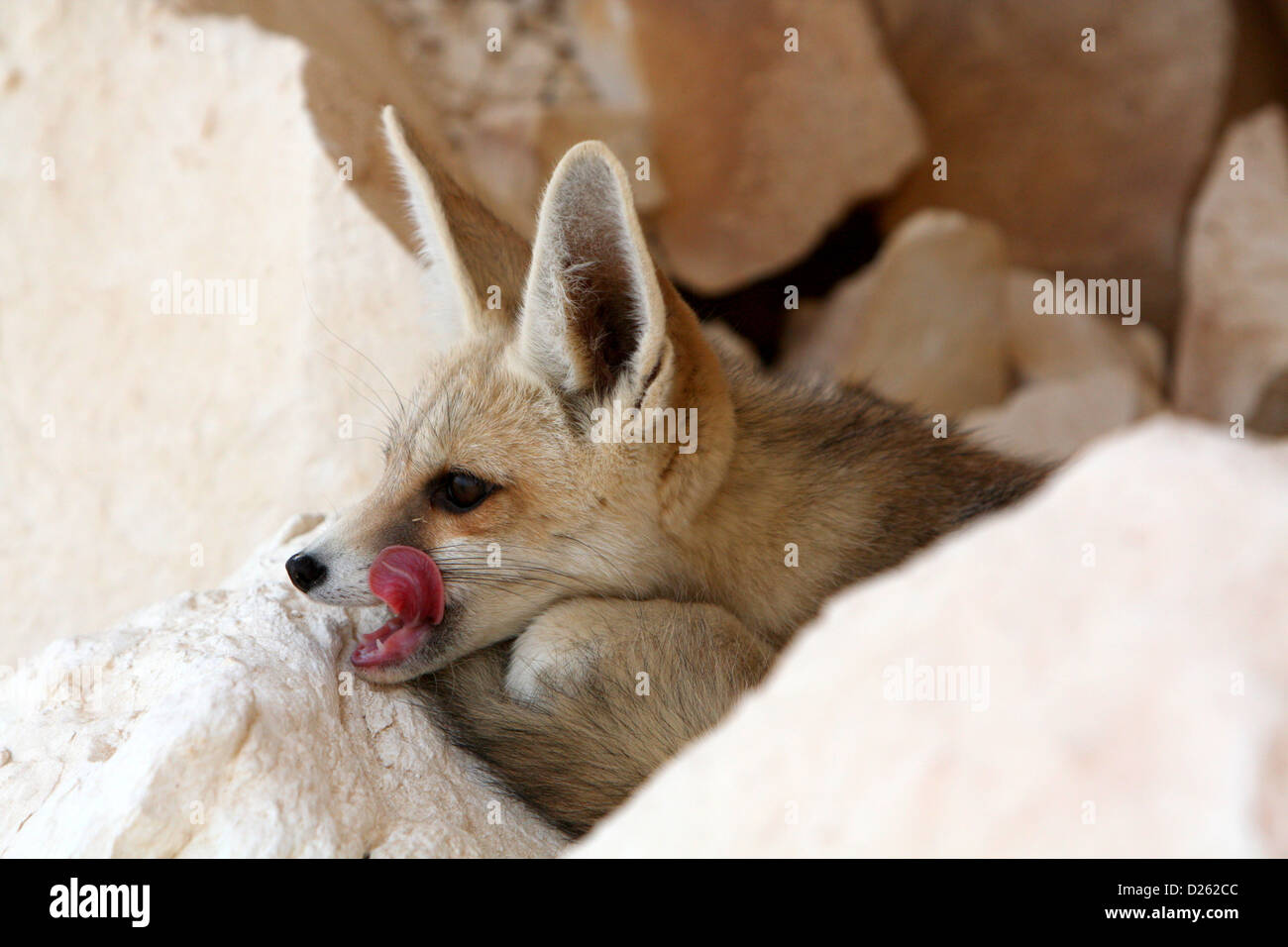 A Desert Fox in the Egyptian Sahara Stock Photo - Alamy