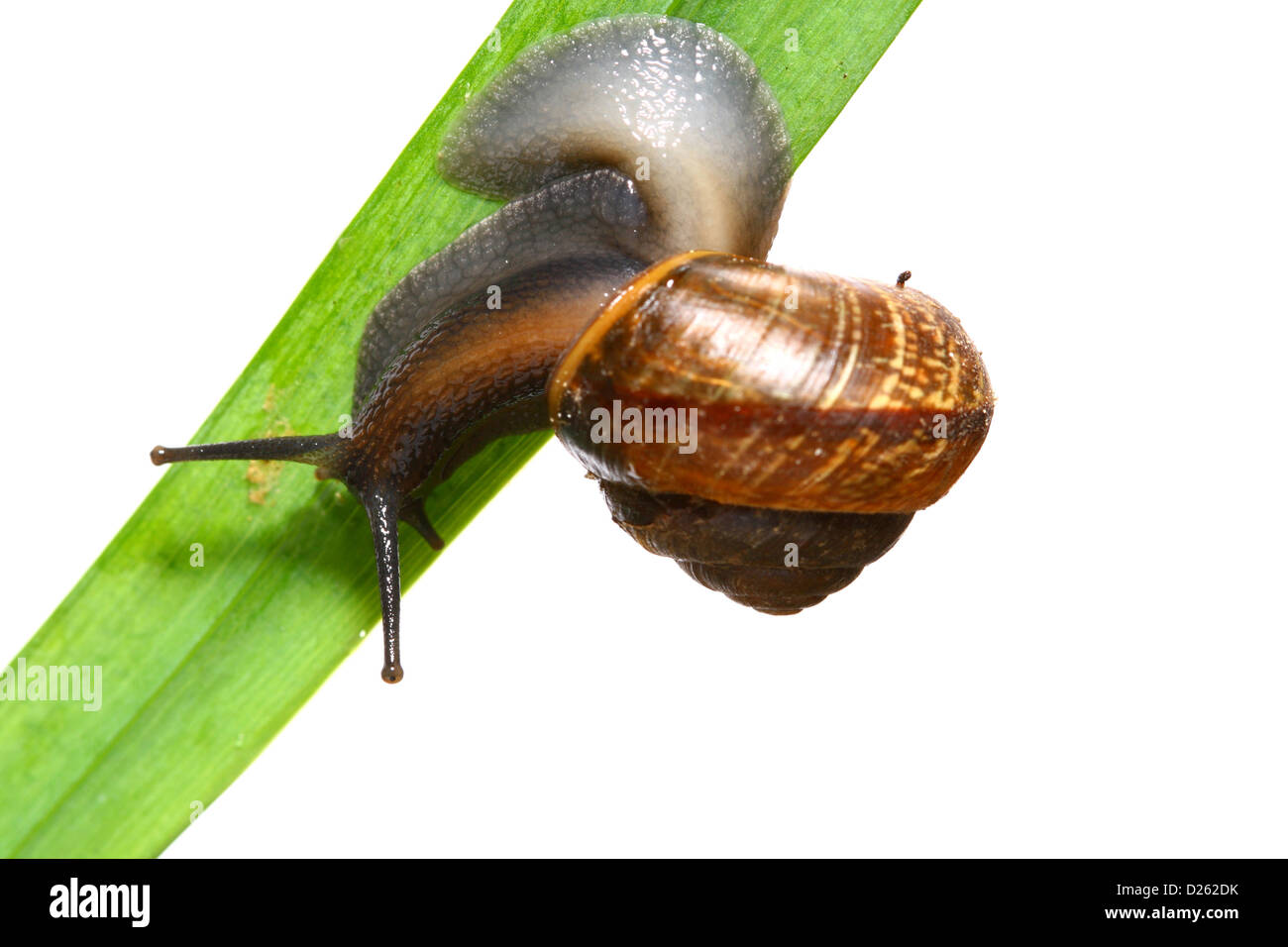 little shell macro close up isolated on white Stock Photo - Alamy