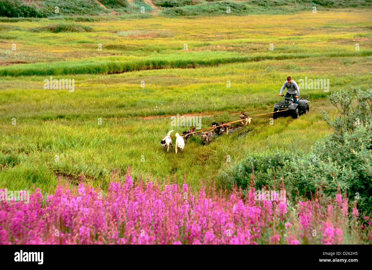 A summer workout for the Iditarod dog - sled team of Nils Hahn, Alaska ...