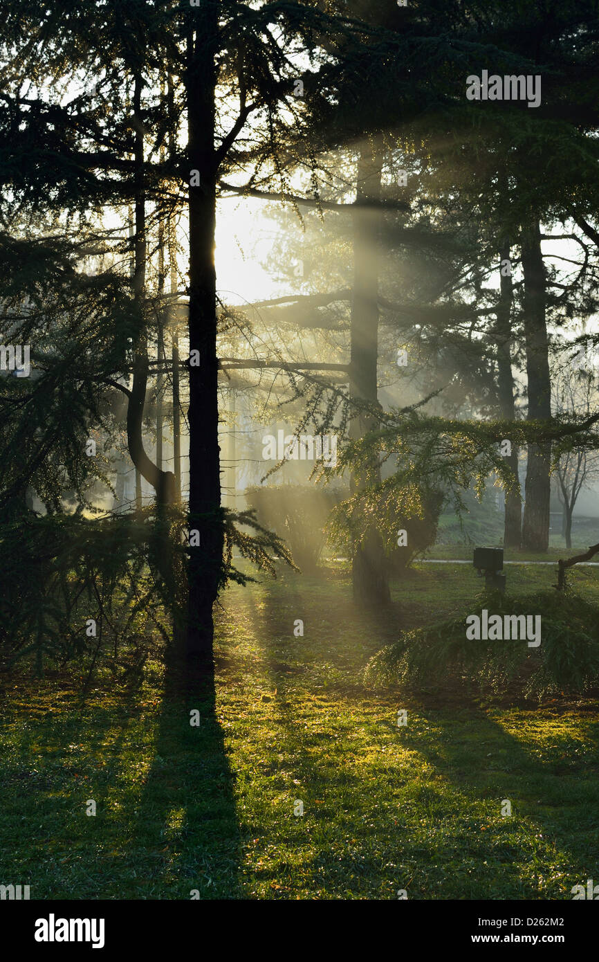 Sunbeam shadows hi-res stock photography and images - Alamy