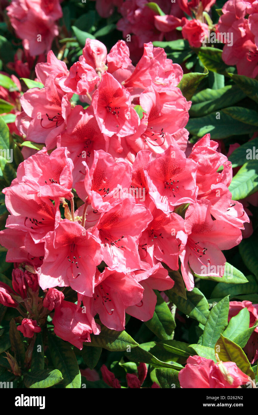 Close up of a "Lord Roberts" (a hybrid) rhododendron in the Azalea ...