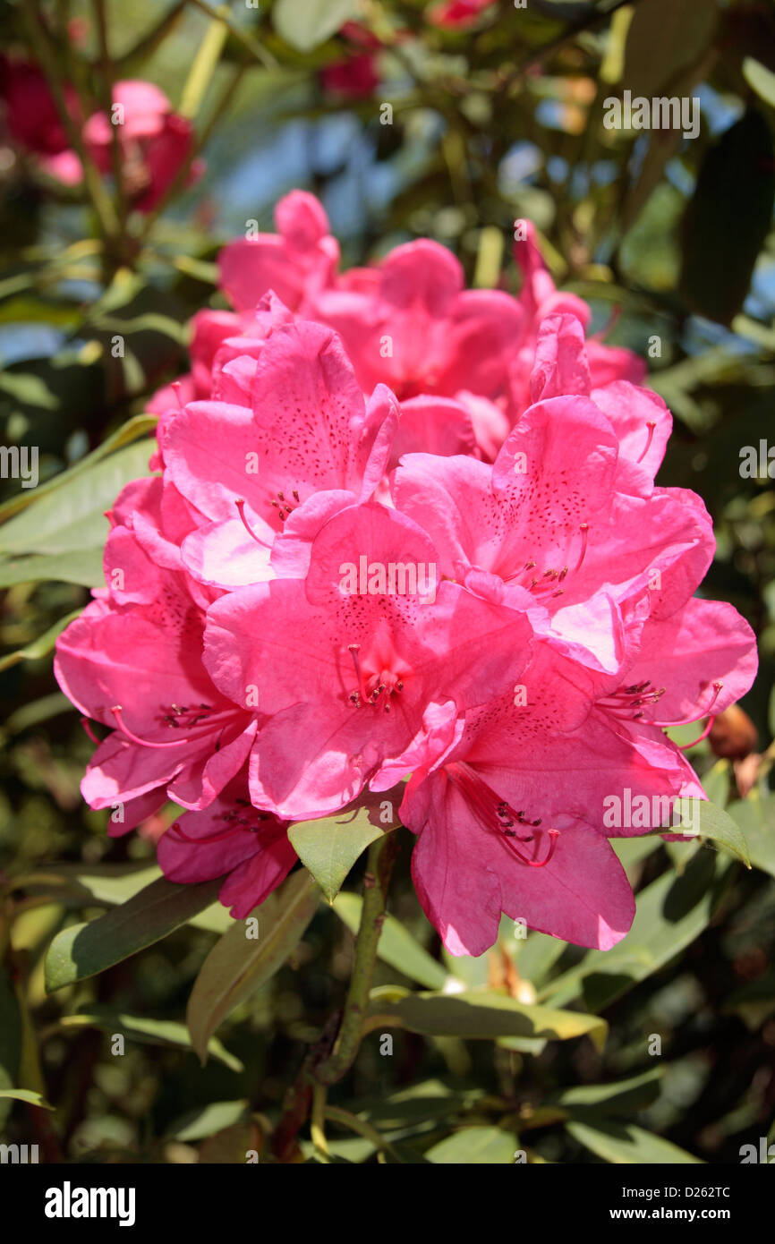 Close up of a stunning pink rhododendron ambiguum 'Medley' in The Royal ...