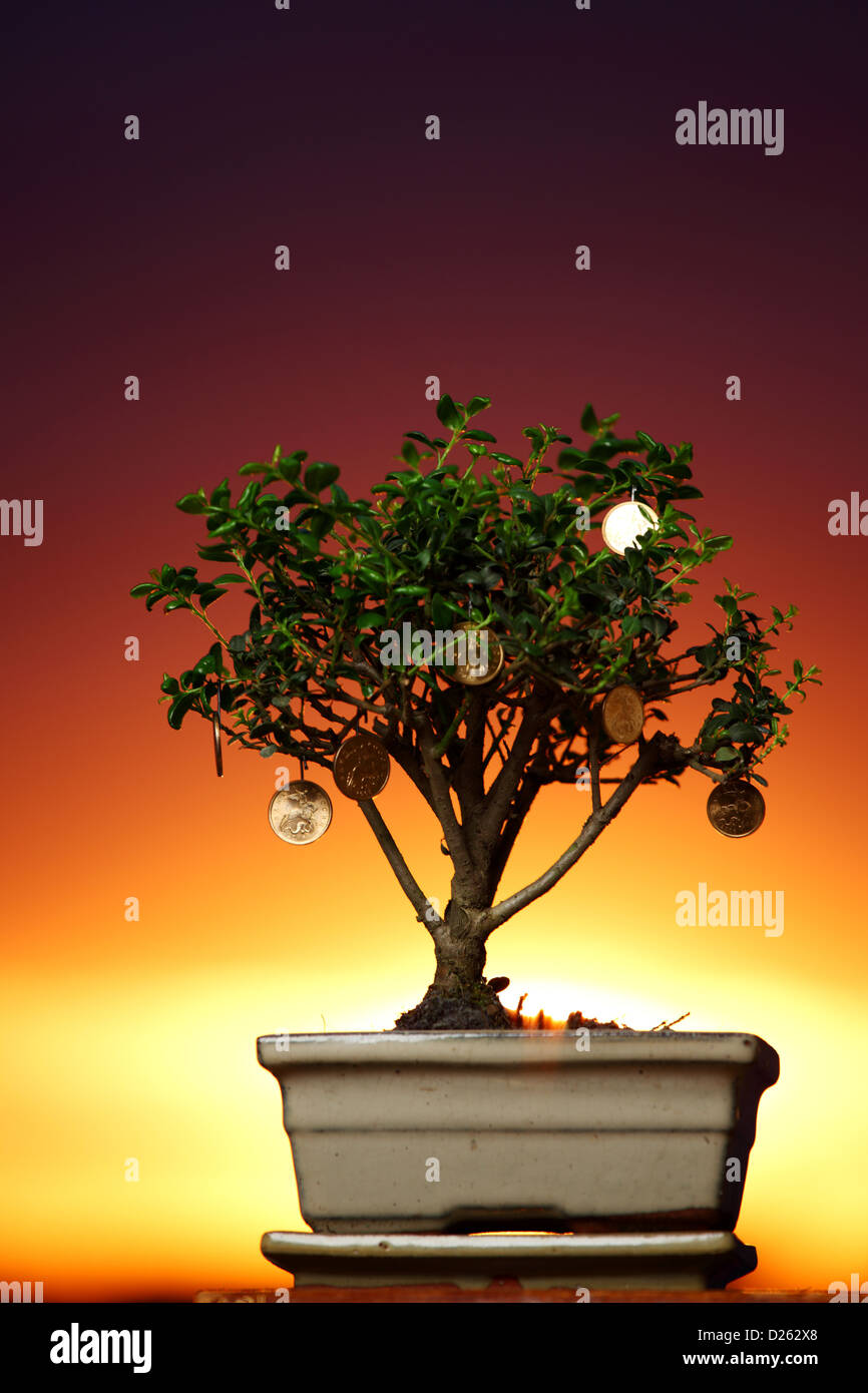 bonsai on blue sky background Stock Photo - Alamy