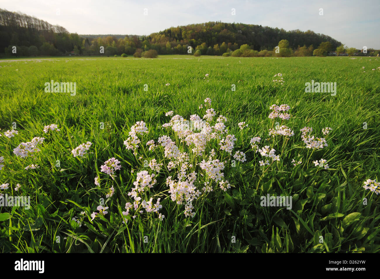 Spring flowers in a field Stock Photo - Alamy