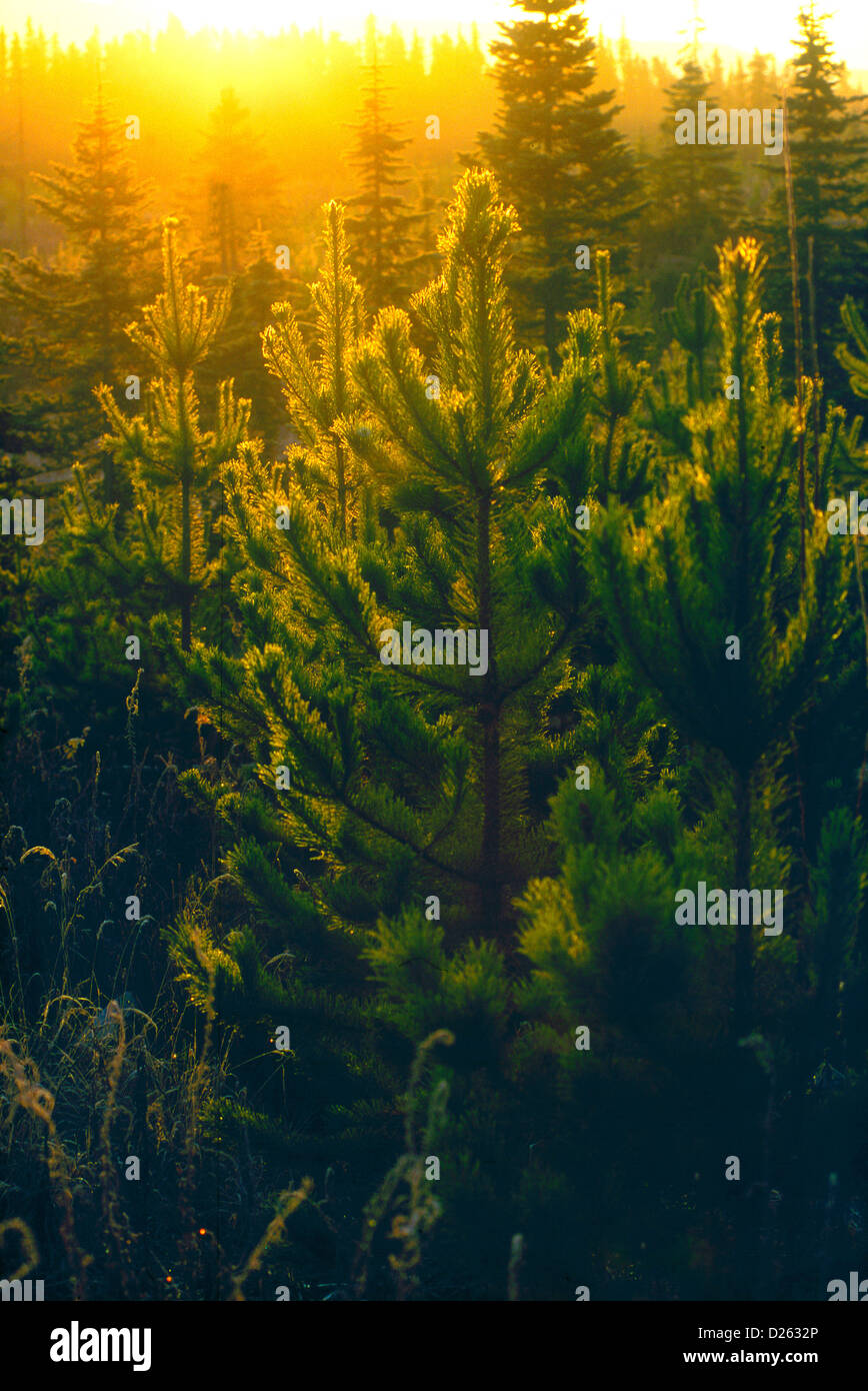 Pine softwood hi-res stock photography and images - Alamy