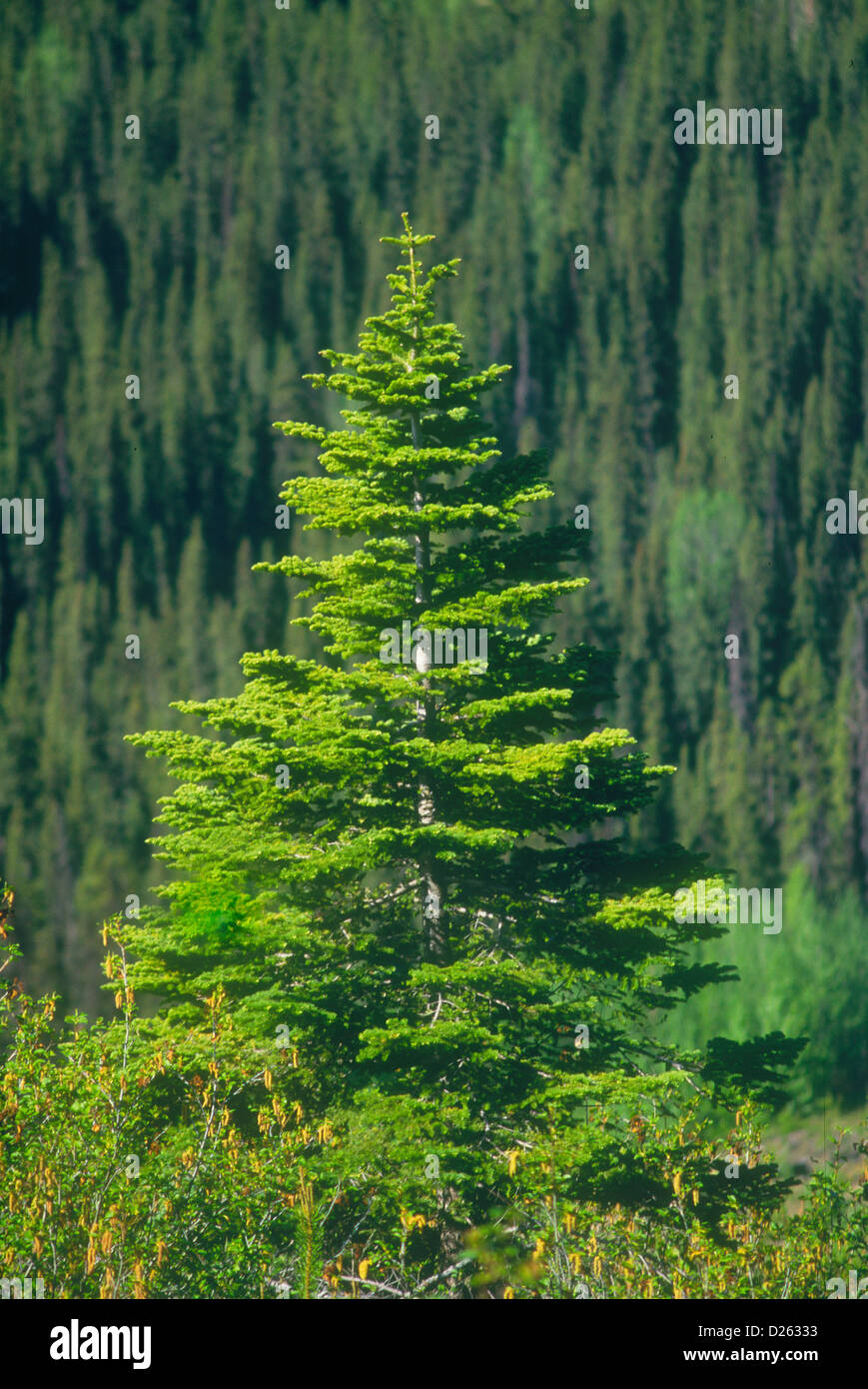 Spruce tree 1 Stock Photo - Alamy