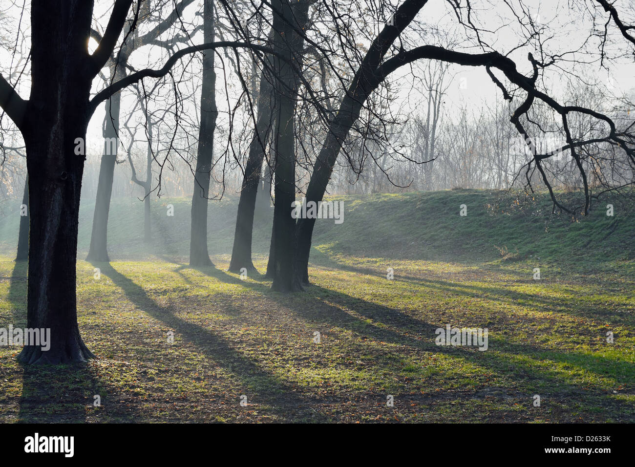 Tree shadow early morning hi-res stock photography and images - Alamy