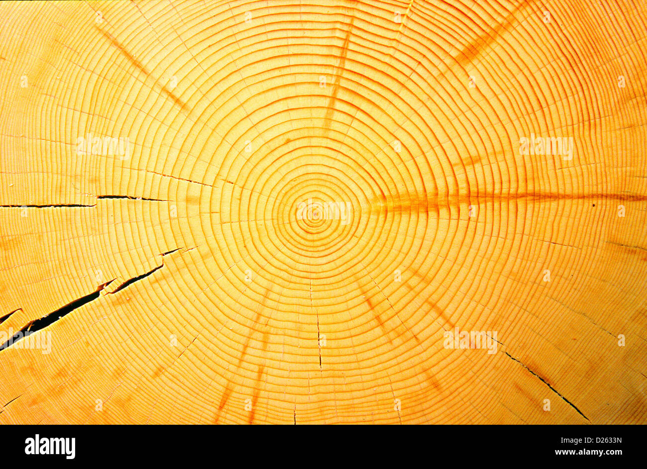 Tree growth rings Stock Photo - Alamy