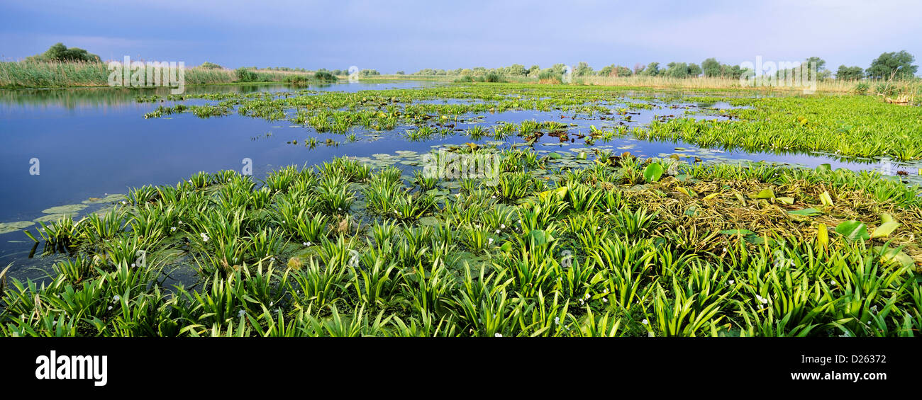 Black alder swamp forest hi-res stock photography and images - Alamy