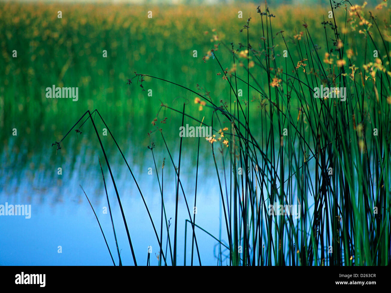 Reeds and Marsh Plants Stock Photo - Alamy