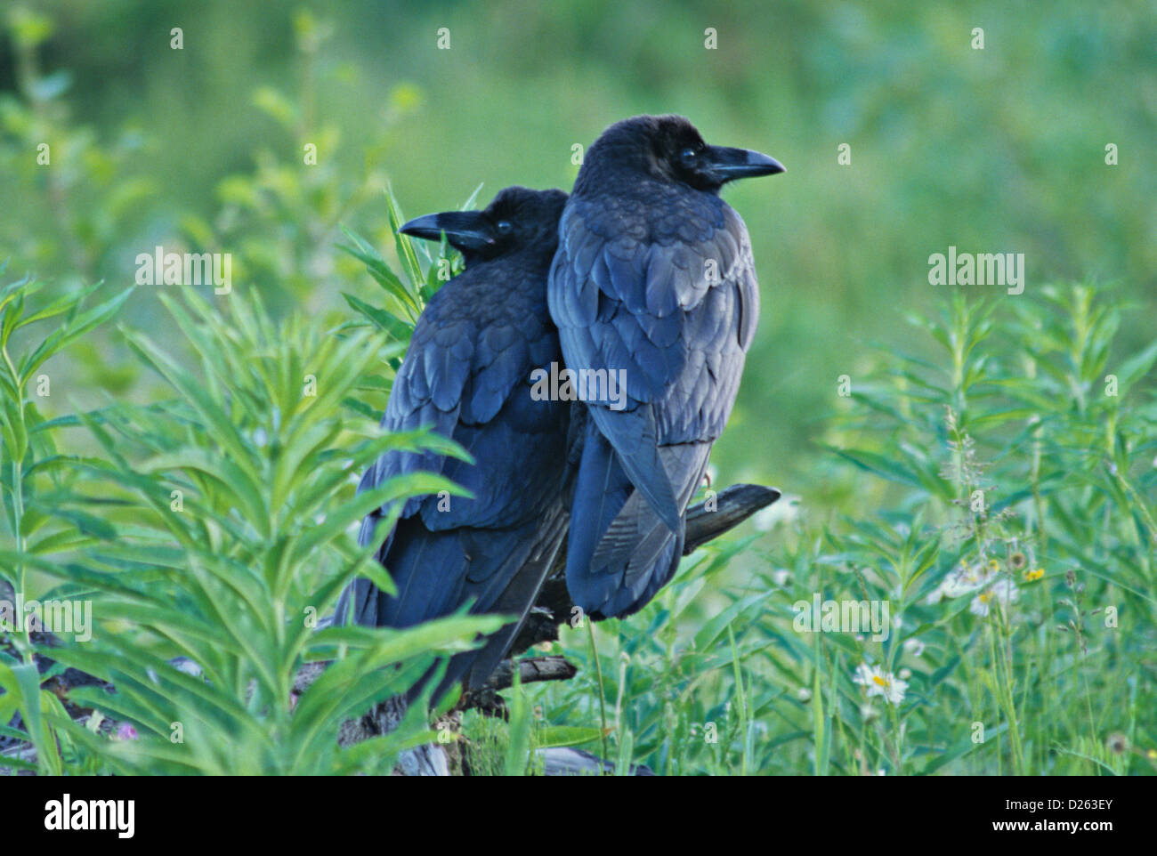 Two ravens hi-res stock photography and images - Alamy