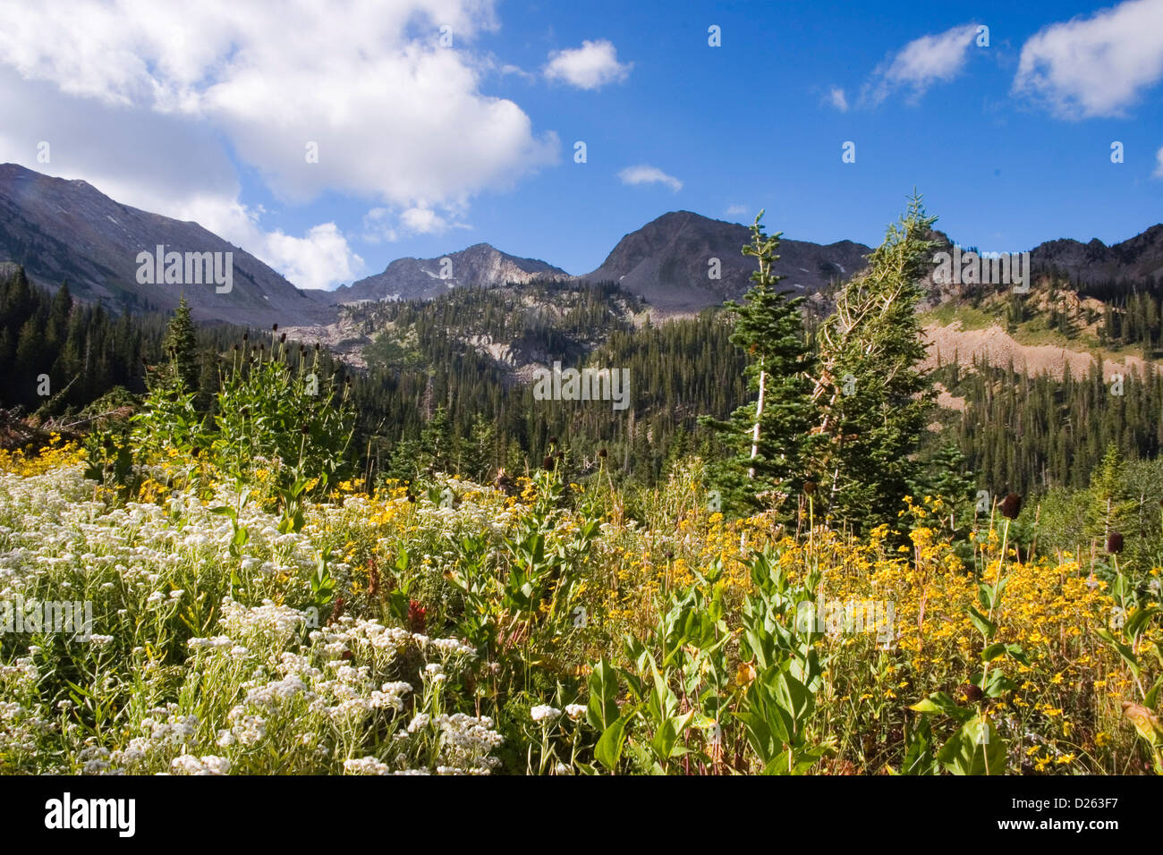 Alpine Meadow with Wildflowers Stock Photo - Alamy