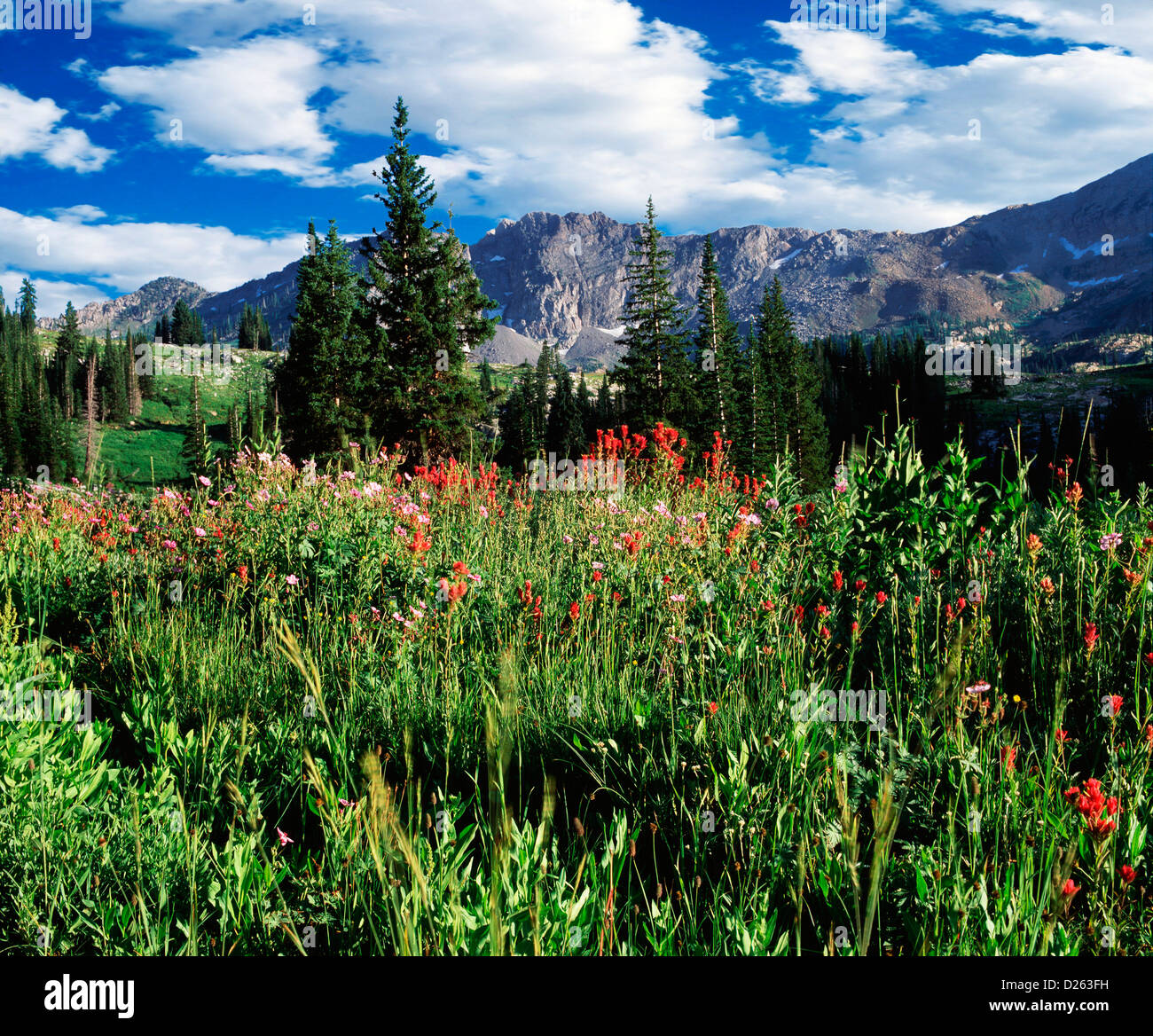 Albion meadows hi-res stock photography and images - Alamy