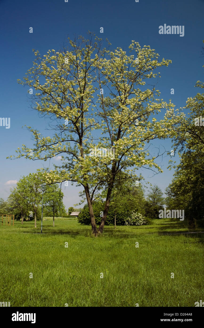 tree in bloom Stock Photo - Alamy