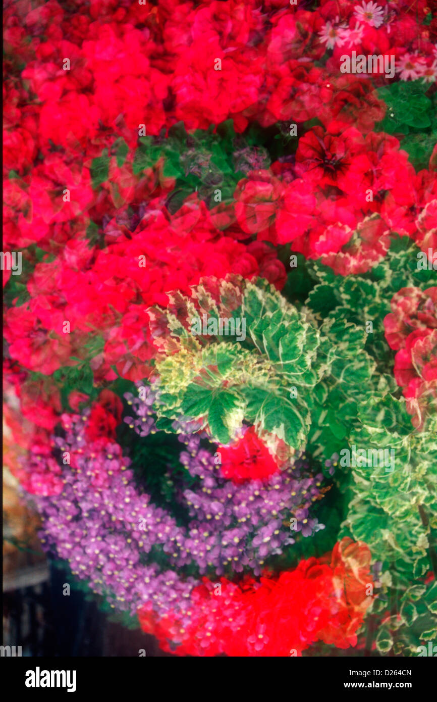 Multiple blooms display hi-res stock photography and images - Alamy