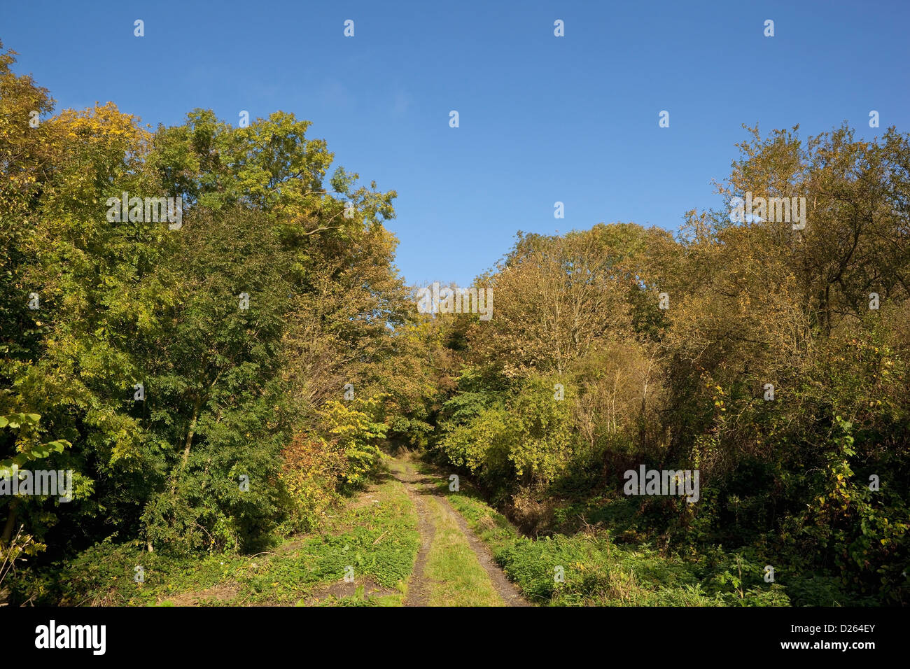An English bridleway in autumn going uphill through colorful trees ...