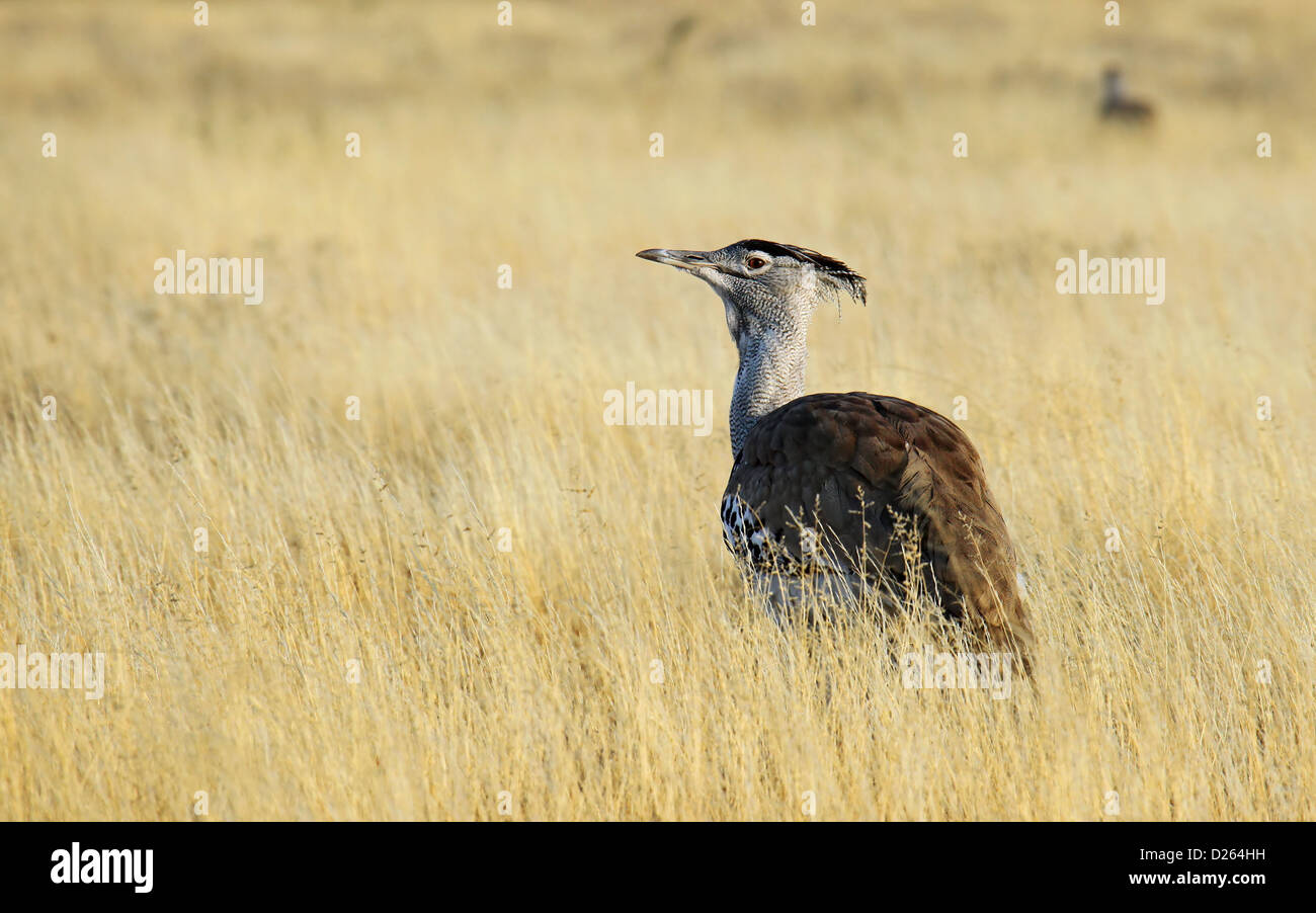 Ardeotis kori, Kori bustard, Central Kalahari Game Reserve, Botsuana ...
