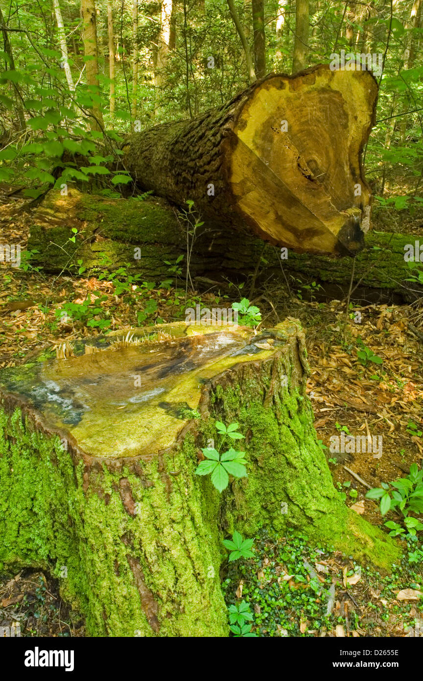 Cut Tree, Great Smoky Mtns Stock Photo - Alamy
