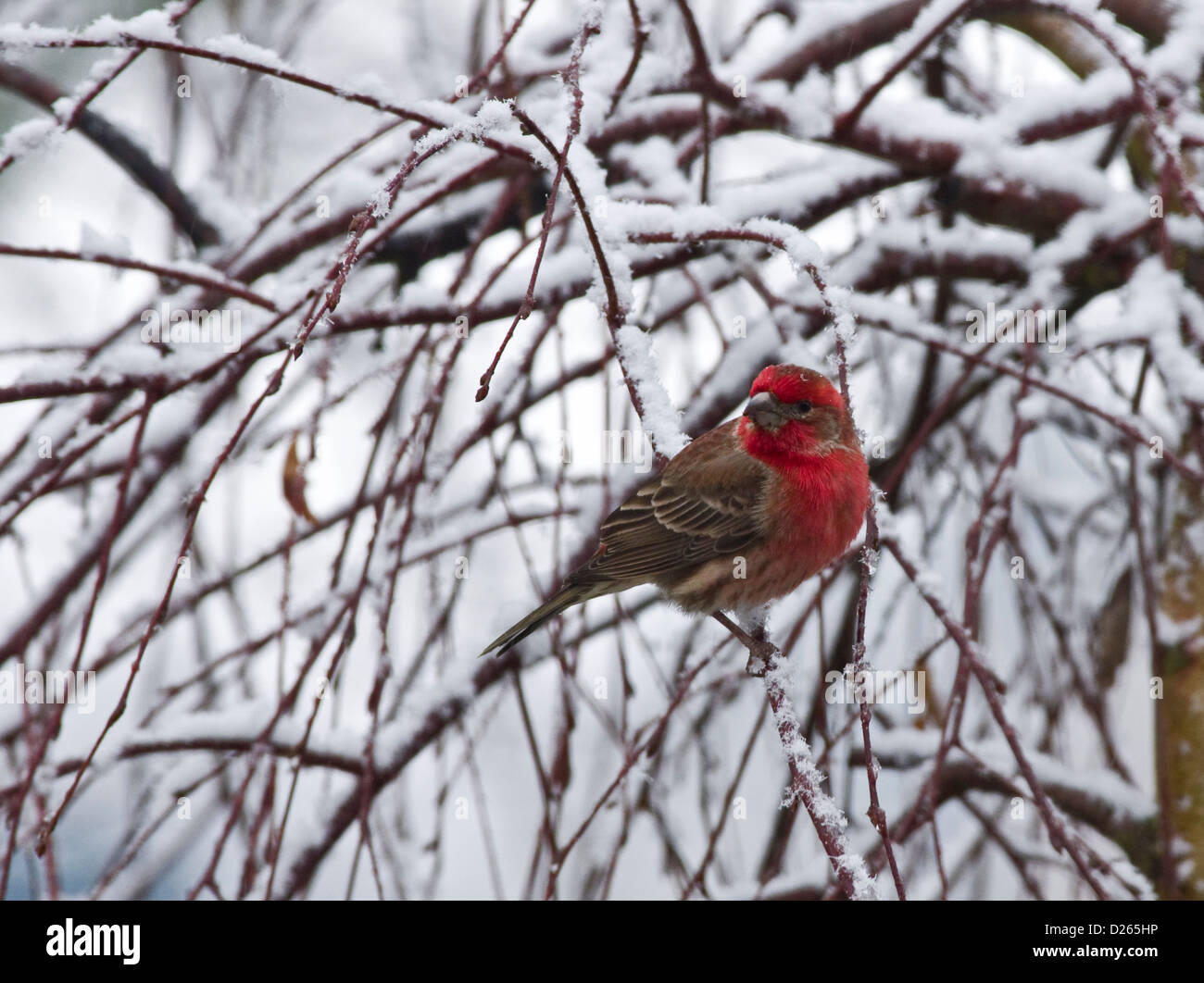 Red finch in the snow Stock Photo - Alamy