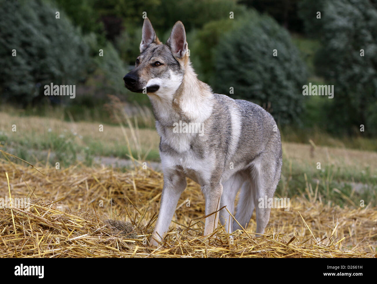 Black Czechoslovakian Wolfdog Puppies