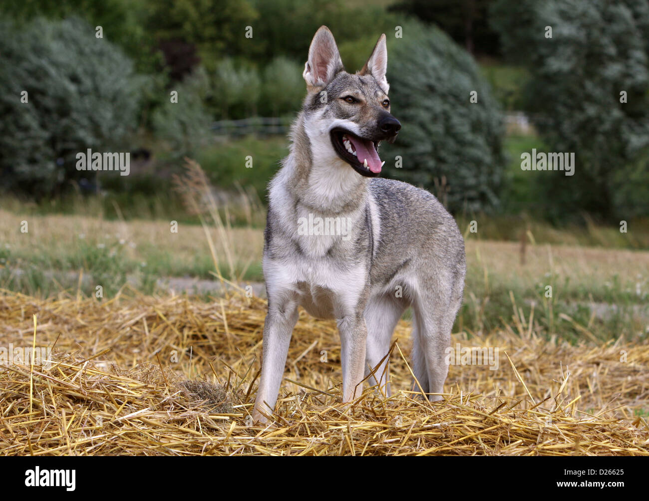 Czechoslovakian Vlcak