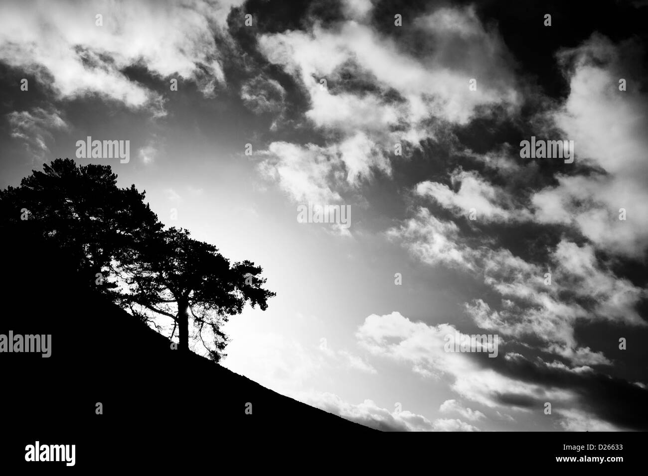 high contrast image of trees at nature park Leuvenhorst - The ...
