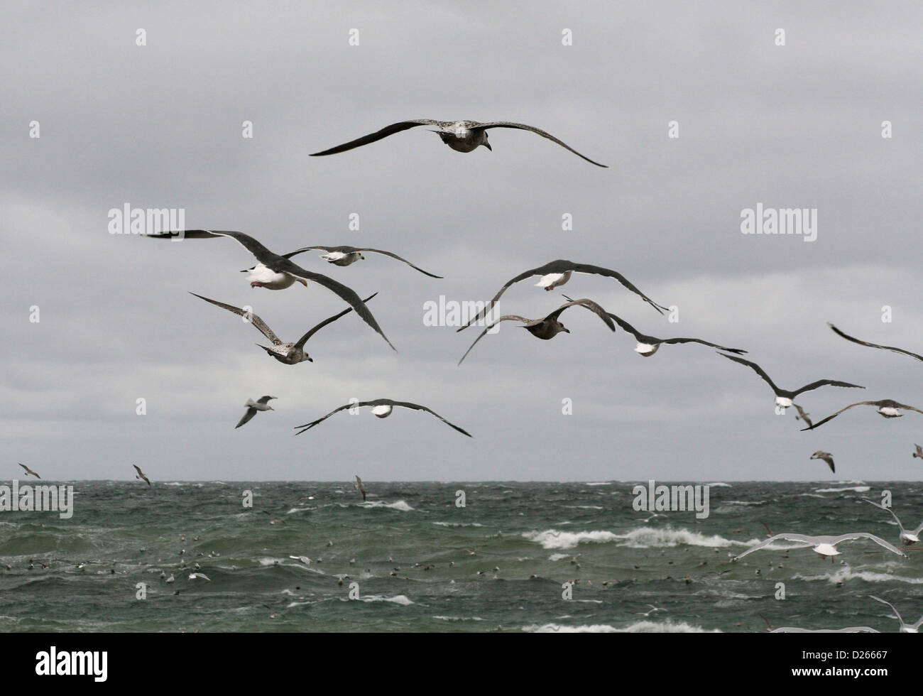 Cheticamp, Canada, gulls over the ocean on Cape Breton Island Stock ...