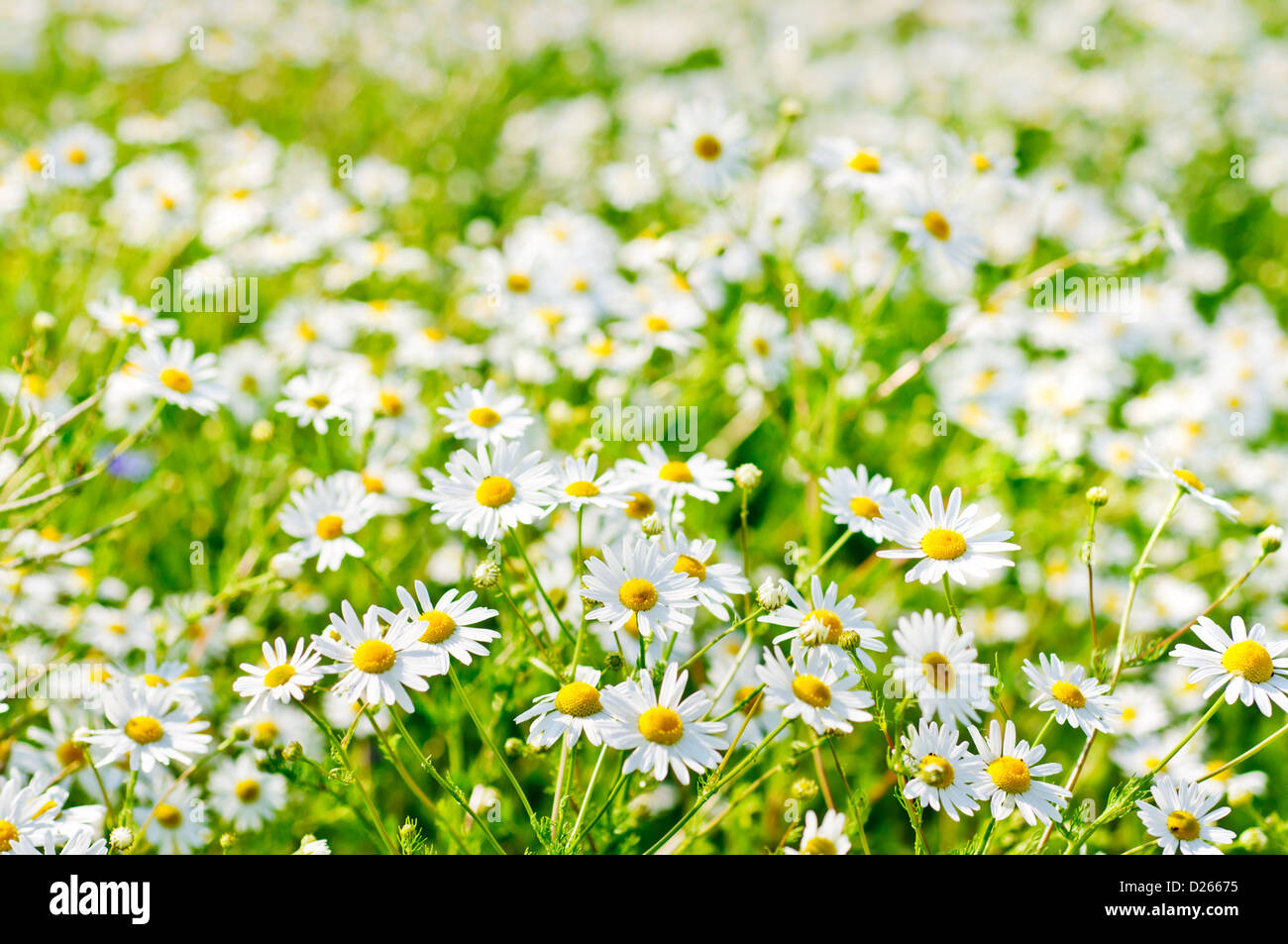medicinal plant wild camomile on a meadow Stock Photo - Alamy