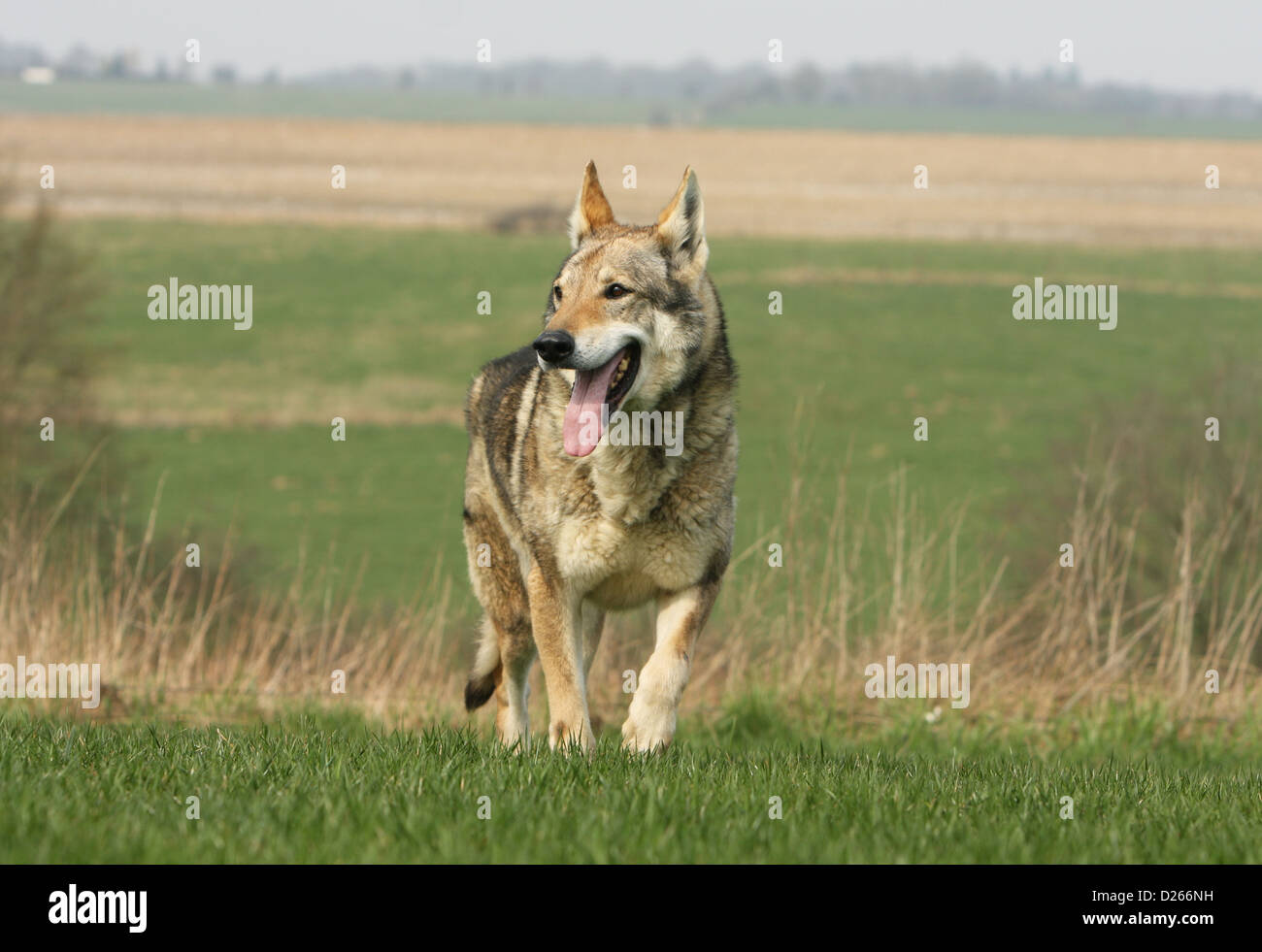 Czechoslovakian sheepdog hi-res stock photography and images - Alamy