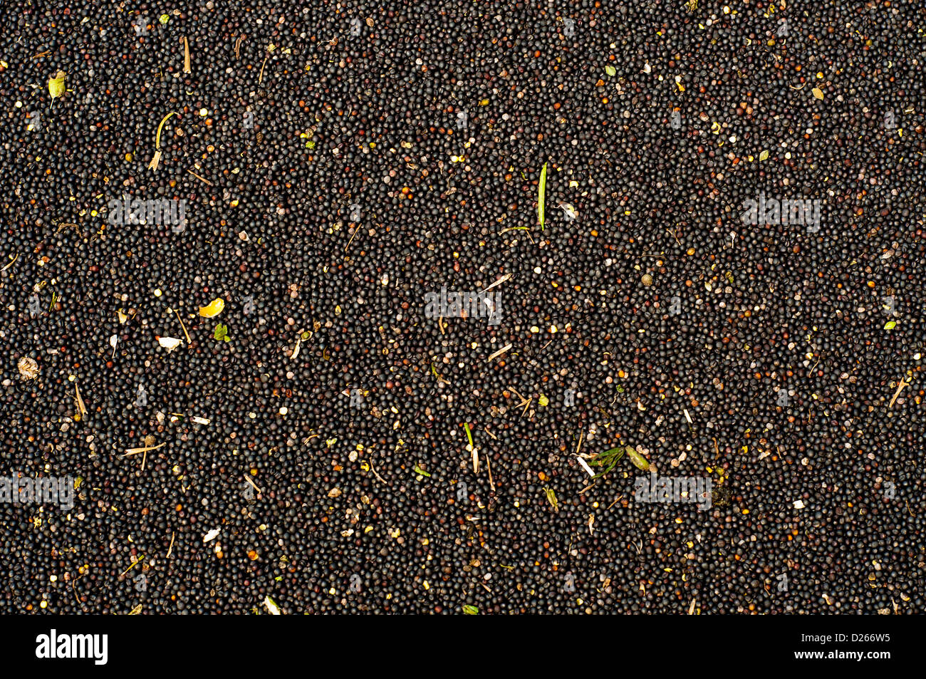 An image of rape seed Stock Photo - Alamy