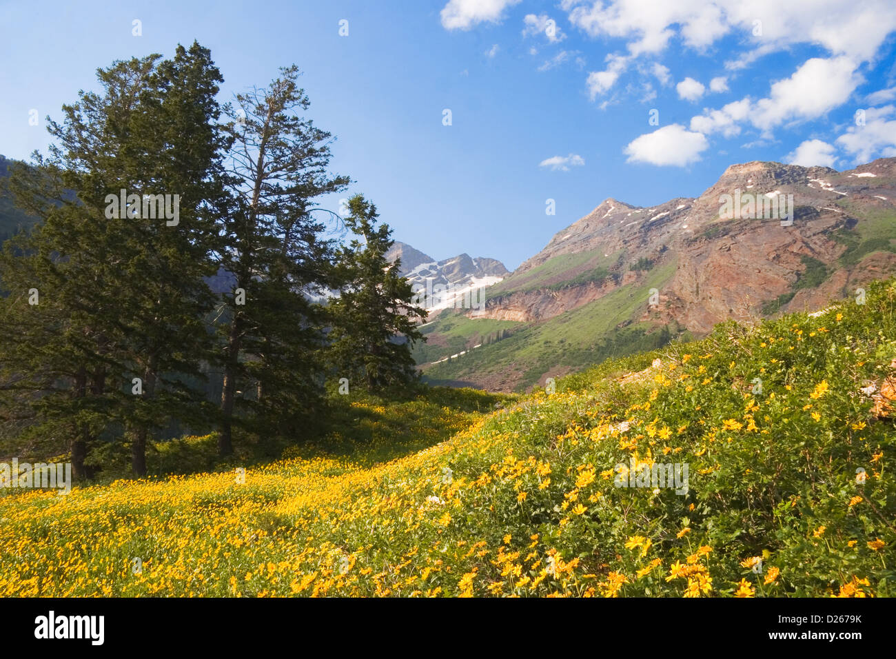 Wildflowers in an Alpine Meadow Stock Photo - Alamy