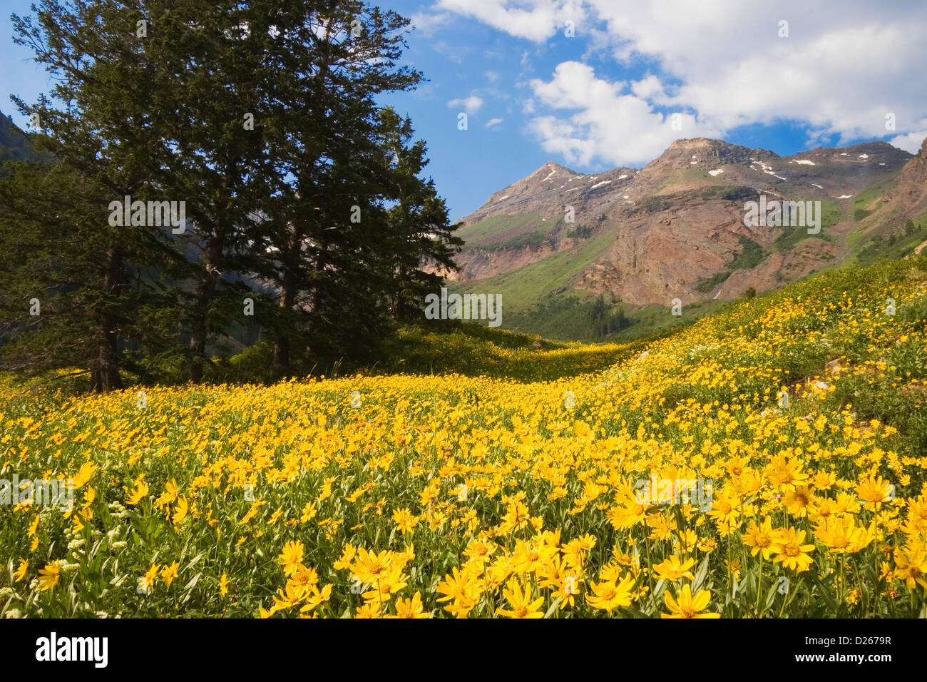 Wildflowers in an Alpine Meadow Stock Photo - Alamy