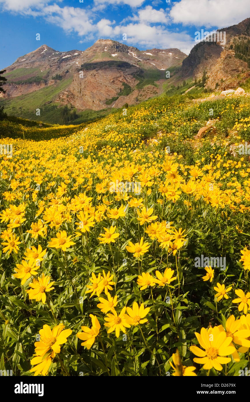 Wildflowers in an Alpine Meadow Stock Photo - Alamy