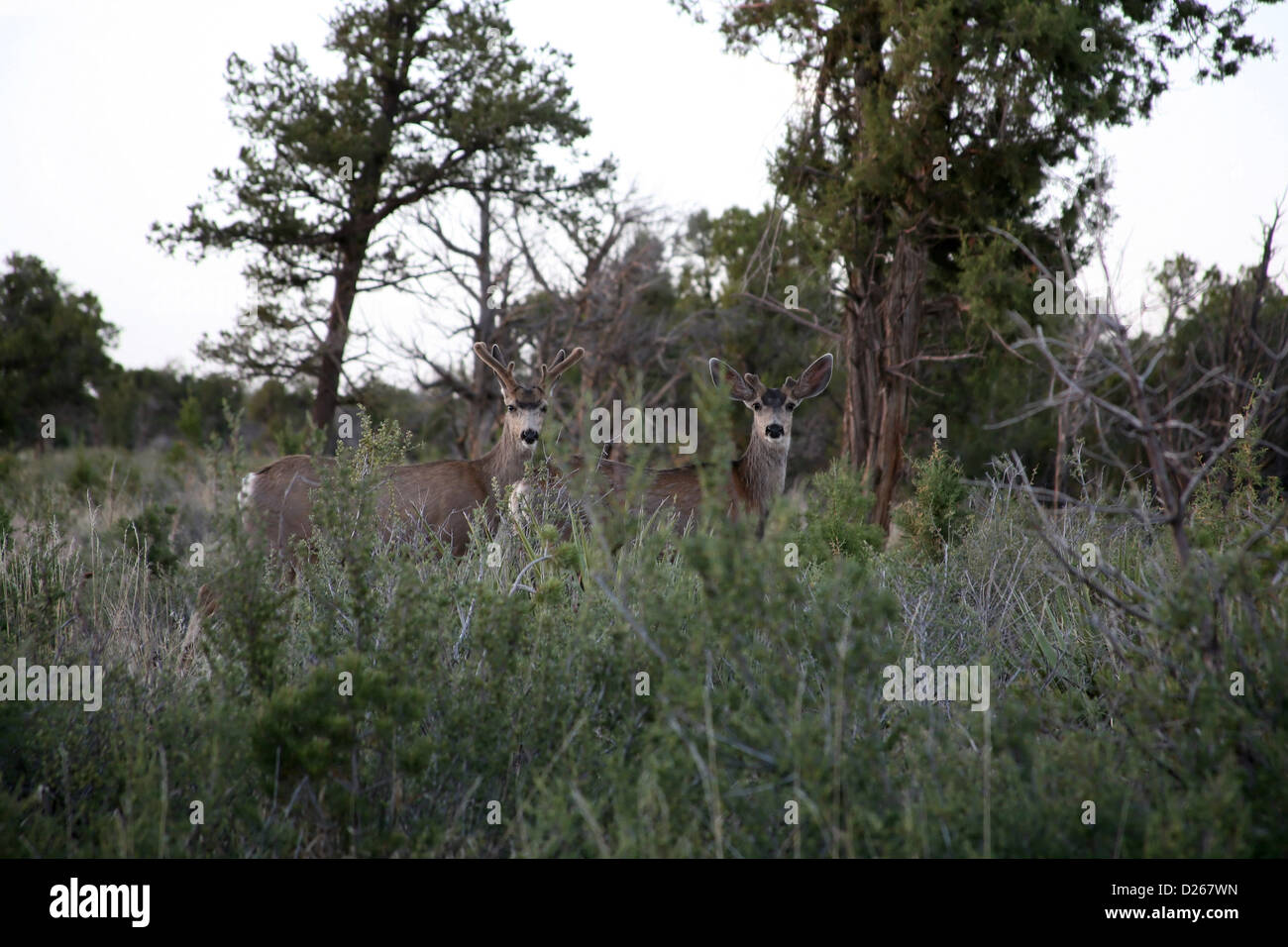 Two young mule deer bucks Stock Photo - Alamy