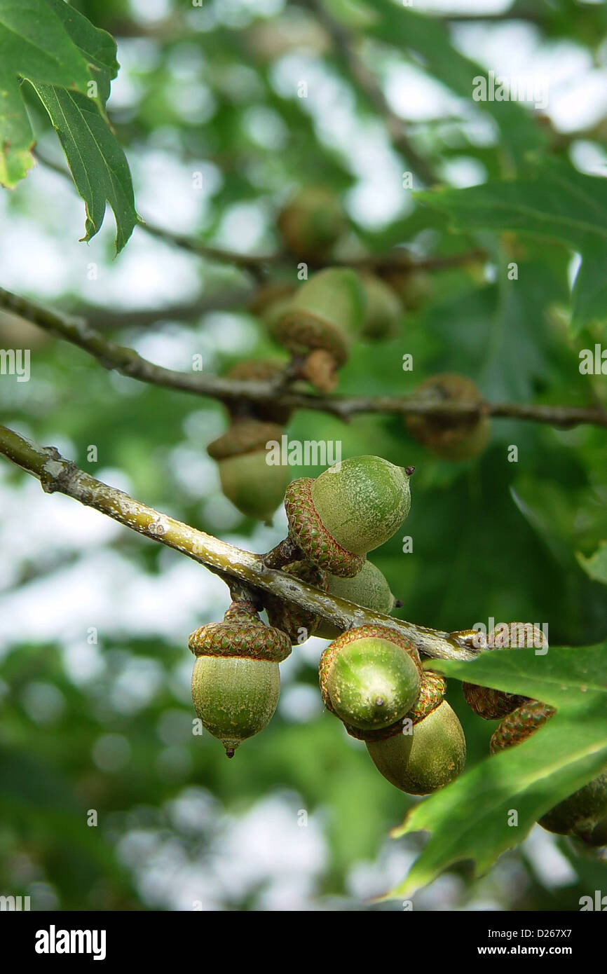 Acorns on red oak tree Stock Photo - Alamy