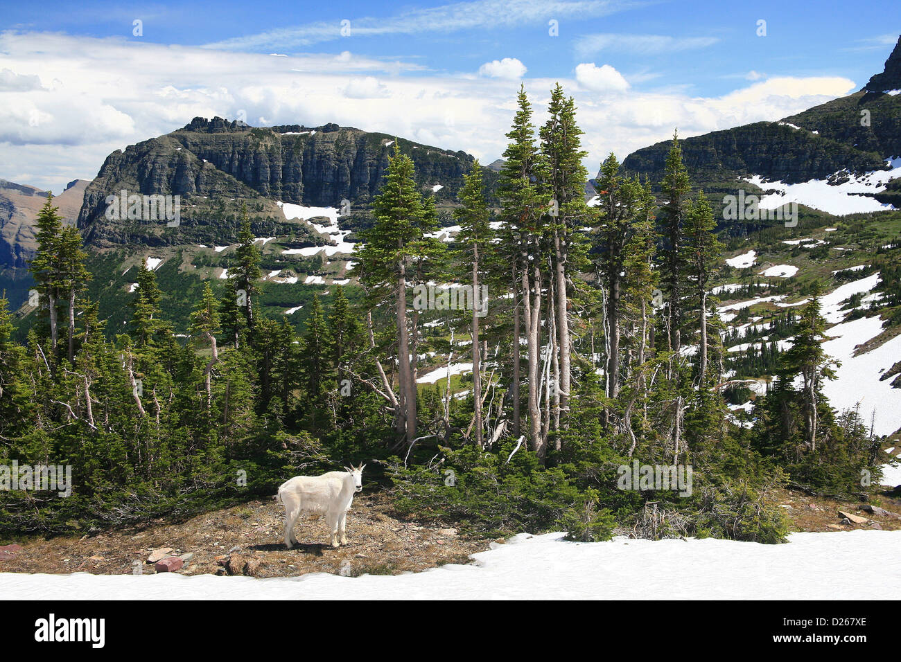 Montana mountain goat Stock Photo - Alamy